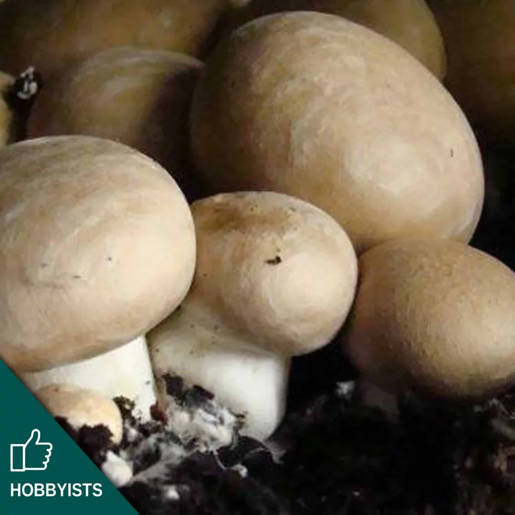 Brown Button Mushroom Grain Spawn - The Online Garden: Your One Stop ...