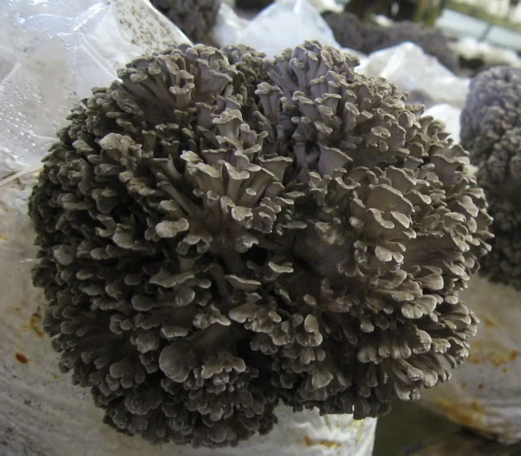 Maitake Mushroom Fruiting Block - The Online Garden: Your One Stop ...