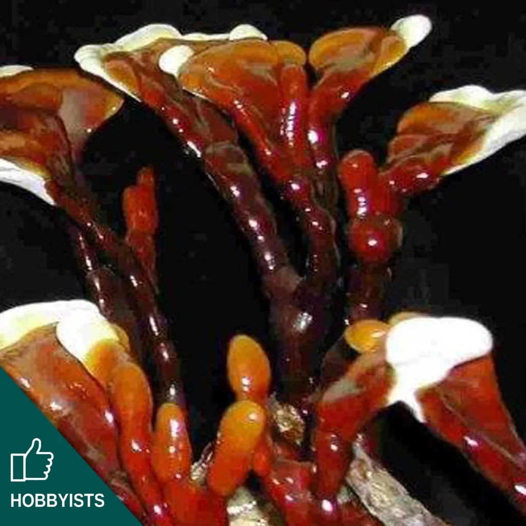 Reishi Mushroom Plug Spawn - The Online Garden: Your One Stop Plant Shop