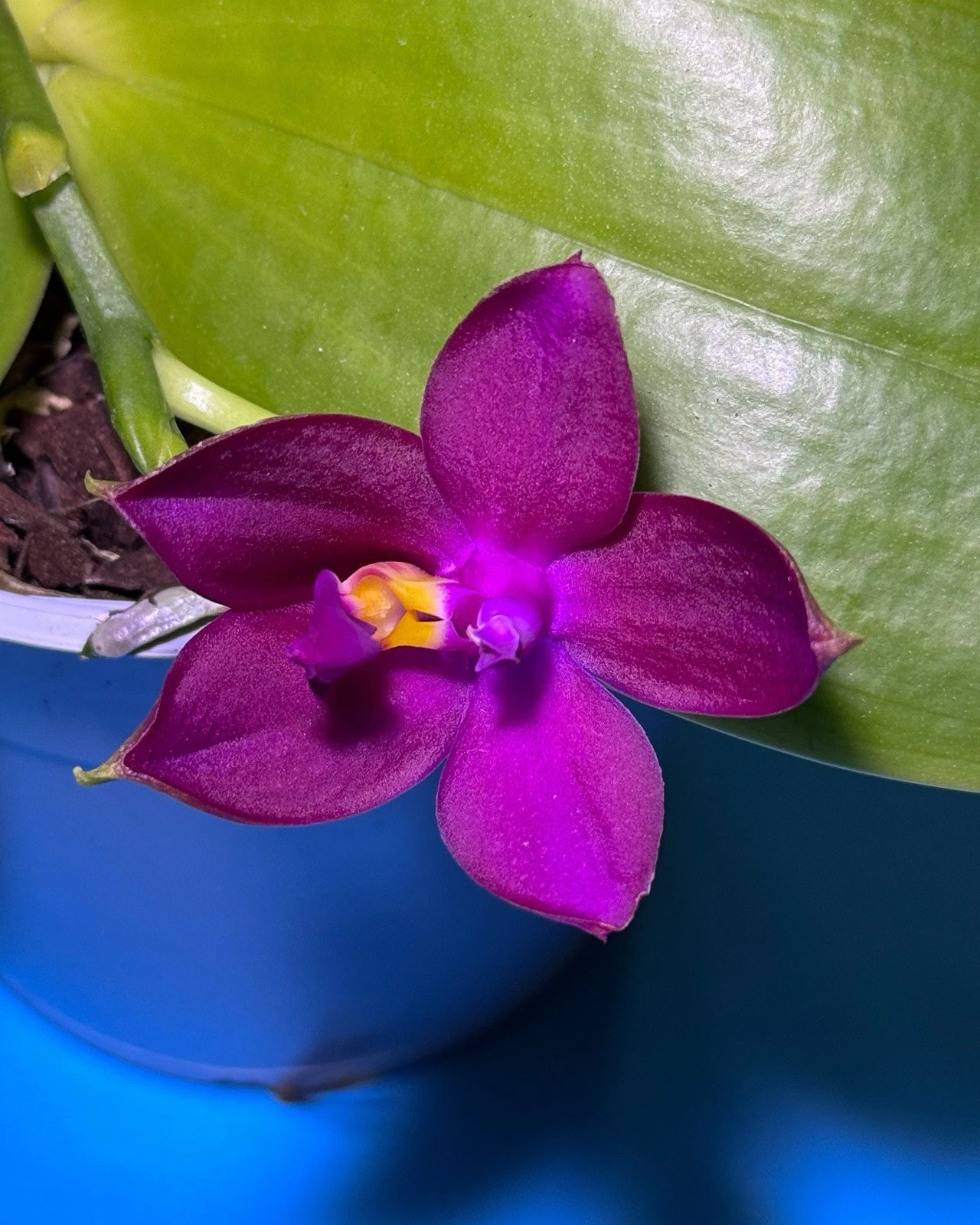Phalaenopsis ‘Violacea Red’ SCENTED Orchid Live Plant FS - The Online ...