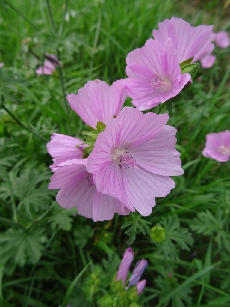 Musk Mallow Plant | Malva moschata | 7cm Pots | Perennials by Post ...