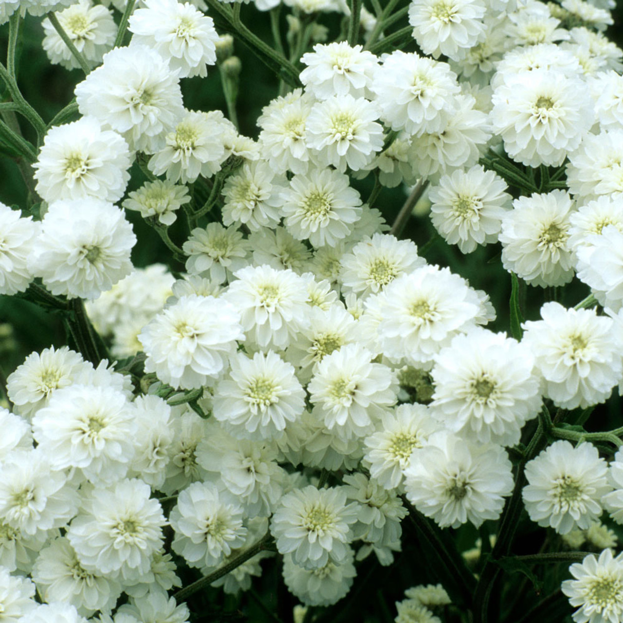 Achillea ptarmica - 'The Pearl' (Sneezewort) - The Online Garden: Your ...