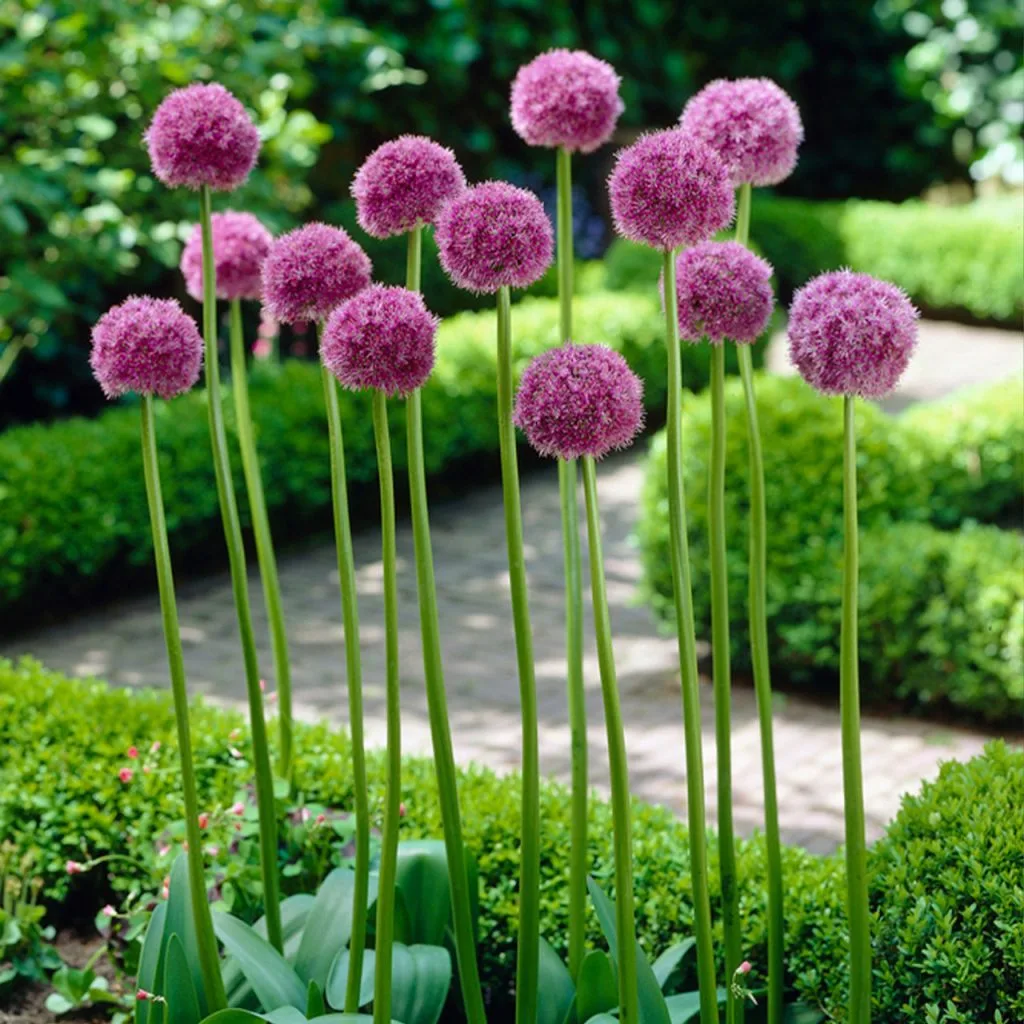 Allium 'His Excellency' - The Online Garden: Your One Stop Plant Shop