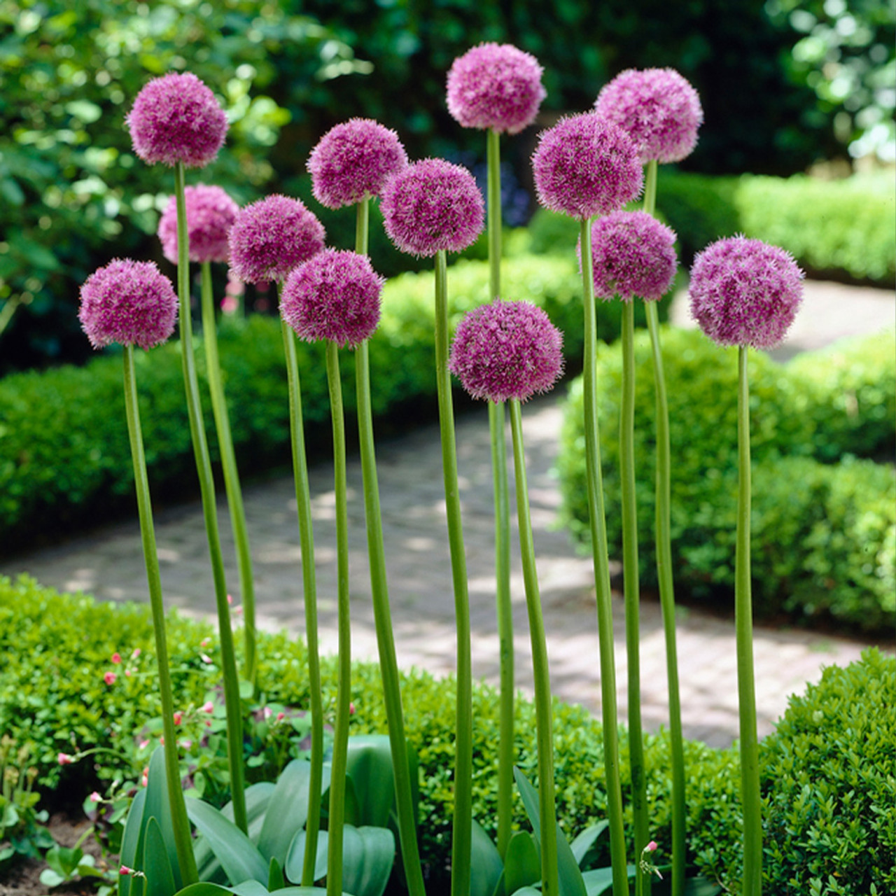 Allium 'His Excellency' - The Online Garden: Your One Stop Plant Shop