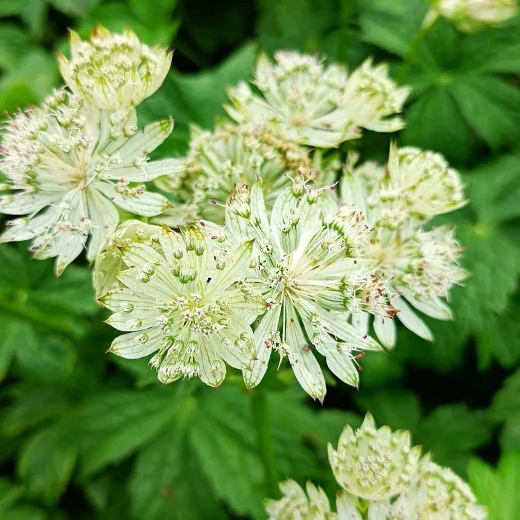 Astrantia 'Major White Giant' - The Online Garden: Your One Stop Plant Shop