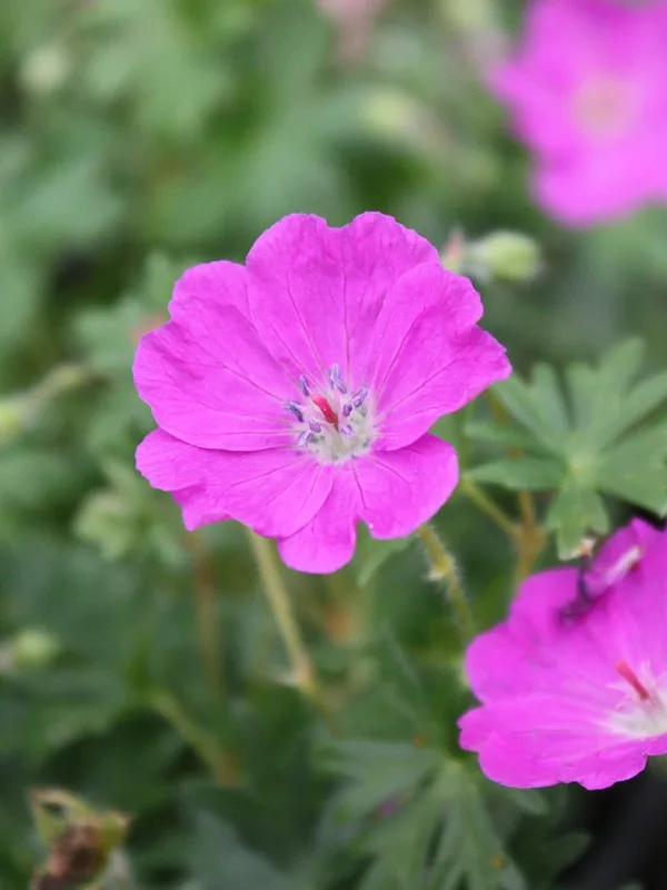 Geranium sanguinea 'Max Frei' - The Online Garden: Your One Stop Plant Shop