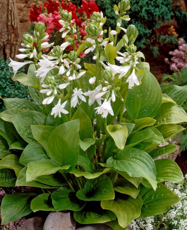 Hosta 'Royal Standard' - The Online Garden: Your One Stop Plant Shop
