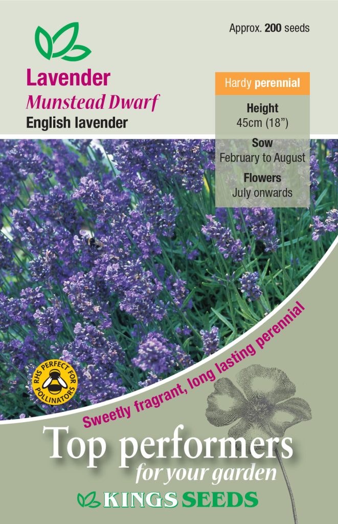 Lavender 'Munstead' (Dwarf) - HP - The Online Garden: Your One Stop ...