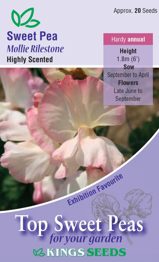 Sweet Pea 'Mollie Rilestone'(Lathyrus) HA - Highly Scented - The Online ...